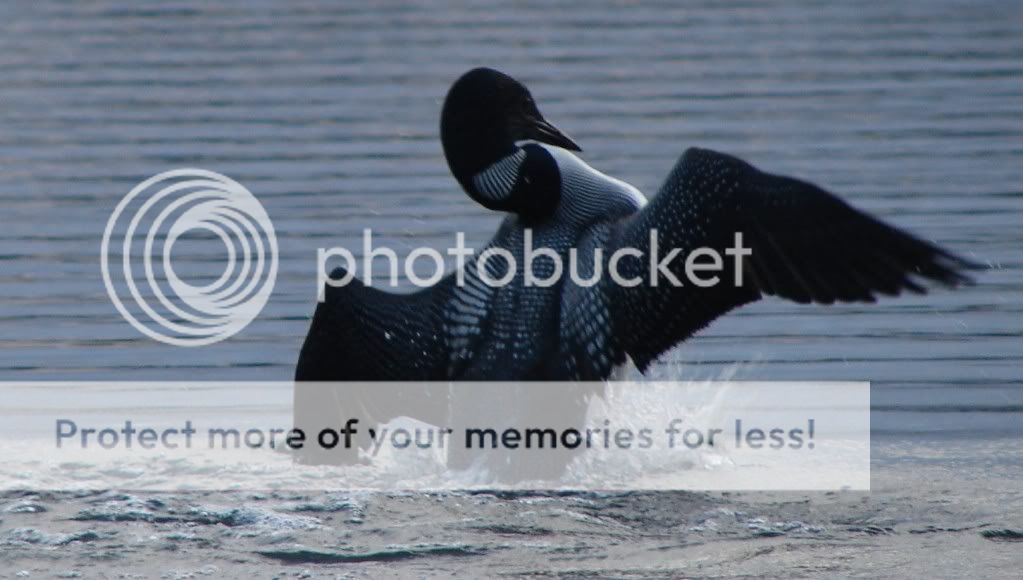 Dancing Loon | The Blogging Turtle